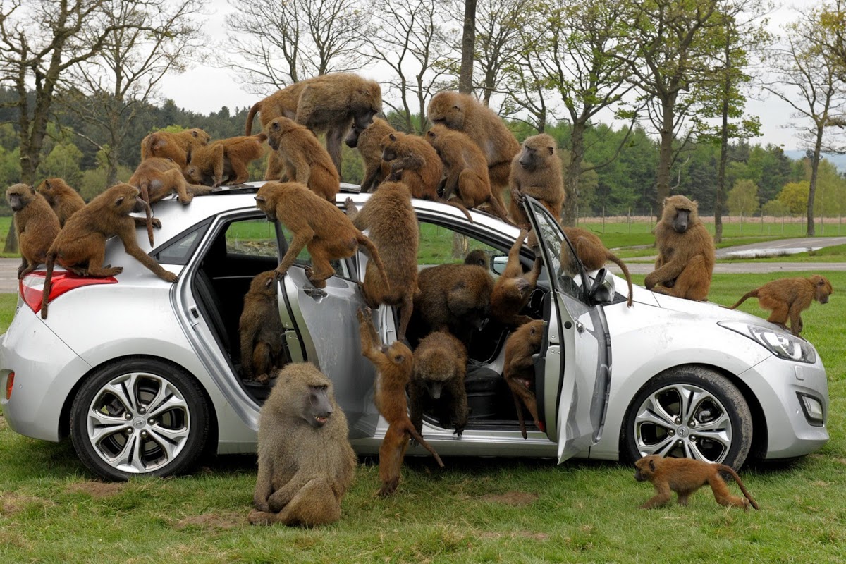 Hyundai gets into Some Monkey Business to Test the Quality of the New ...