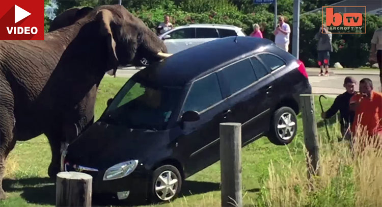 Bull African Elephant And Car