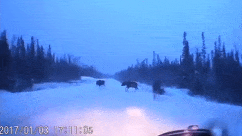 Canadian Driver Masterfully Avoids Four Moose On Snow-Covered Road ...
