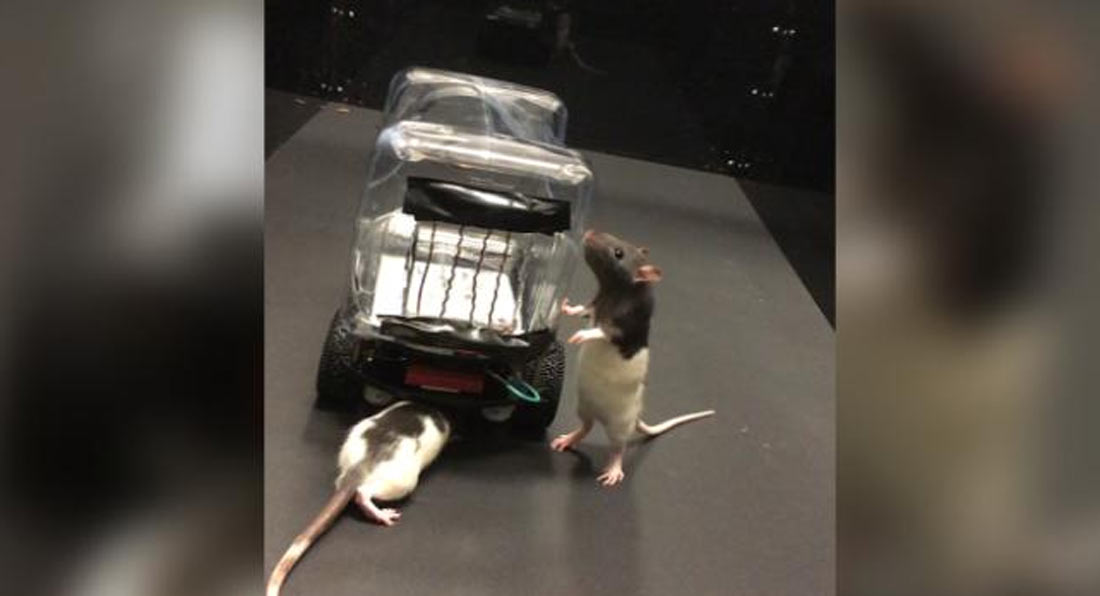 Rats Were Taught By Scientists How To Drive Mini Cars – And They Found ...