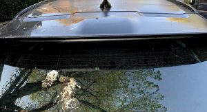 Did You Know Ford Makes Bird Poop In The Lab For The Sake Of Science ...