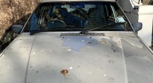 Did You Know Ford Makes Bird Poop In The Lab For The Sake Of Science ...