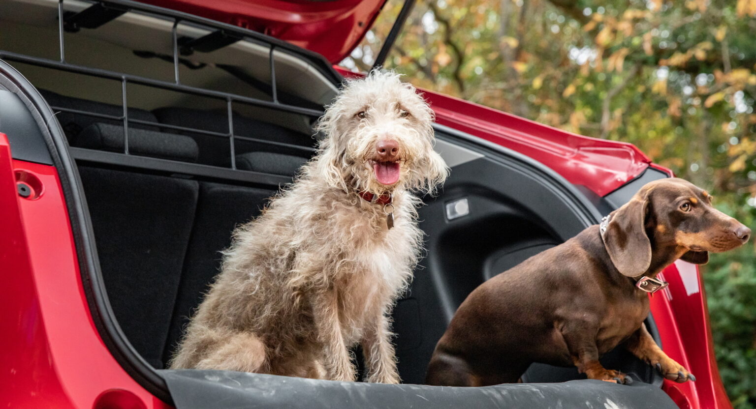 Inspired By An April Fools Post, Honda UK Offers Dog Accessories That ...