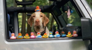 Ducking Huge! Jeep Bringing The World's Largest Rubber Duck To Detroit ...