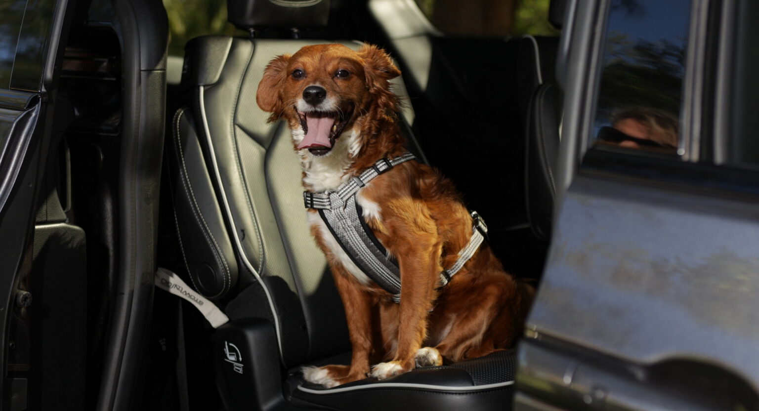 The Group That May Be The Most Grateful For EVs Is Dogs | Carscoops