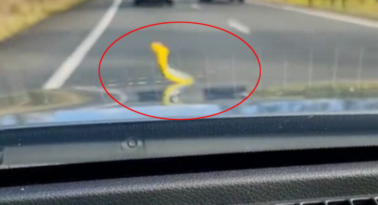 Watching A Snake On A Car Is The Most Aussie Thing You’ll See Today ...