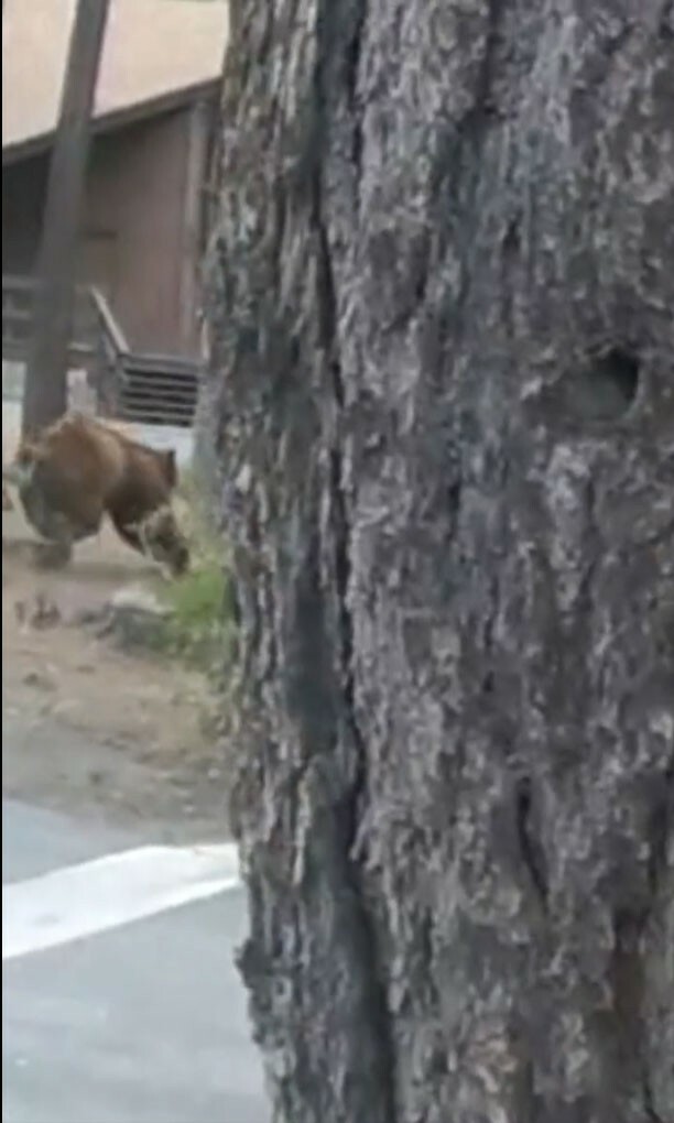 Quick Thinking Deputies Rescue Bear Trapped In Subaru Outback | Carscoops