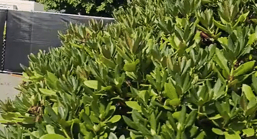 If You Drive A Pink Ferrari F40, Try Not Crashing Into A Fence | Carscoops