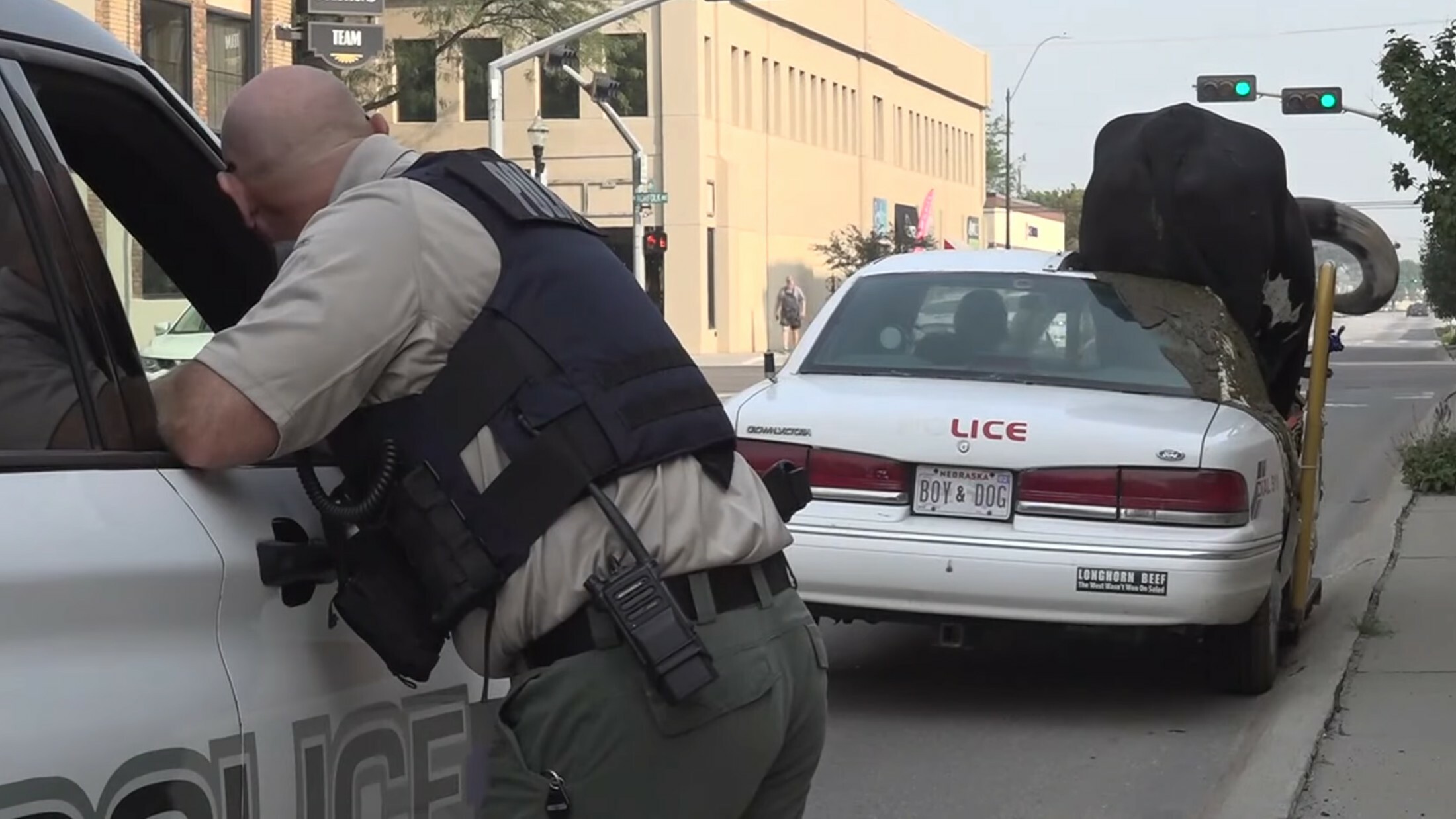 Massive Bull Spotted Riding In A Chopped Ford Crown Vic In Nebraska ...