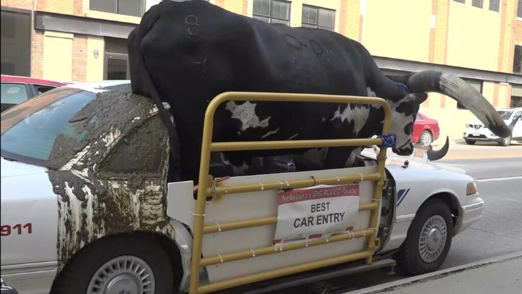 Massive Bull Spotted Riding In A Chopped Ford Crown Vic In Nebraska ...