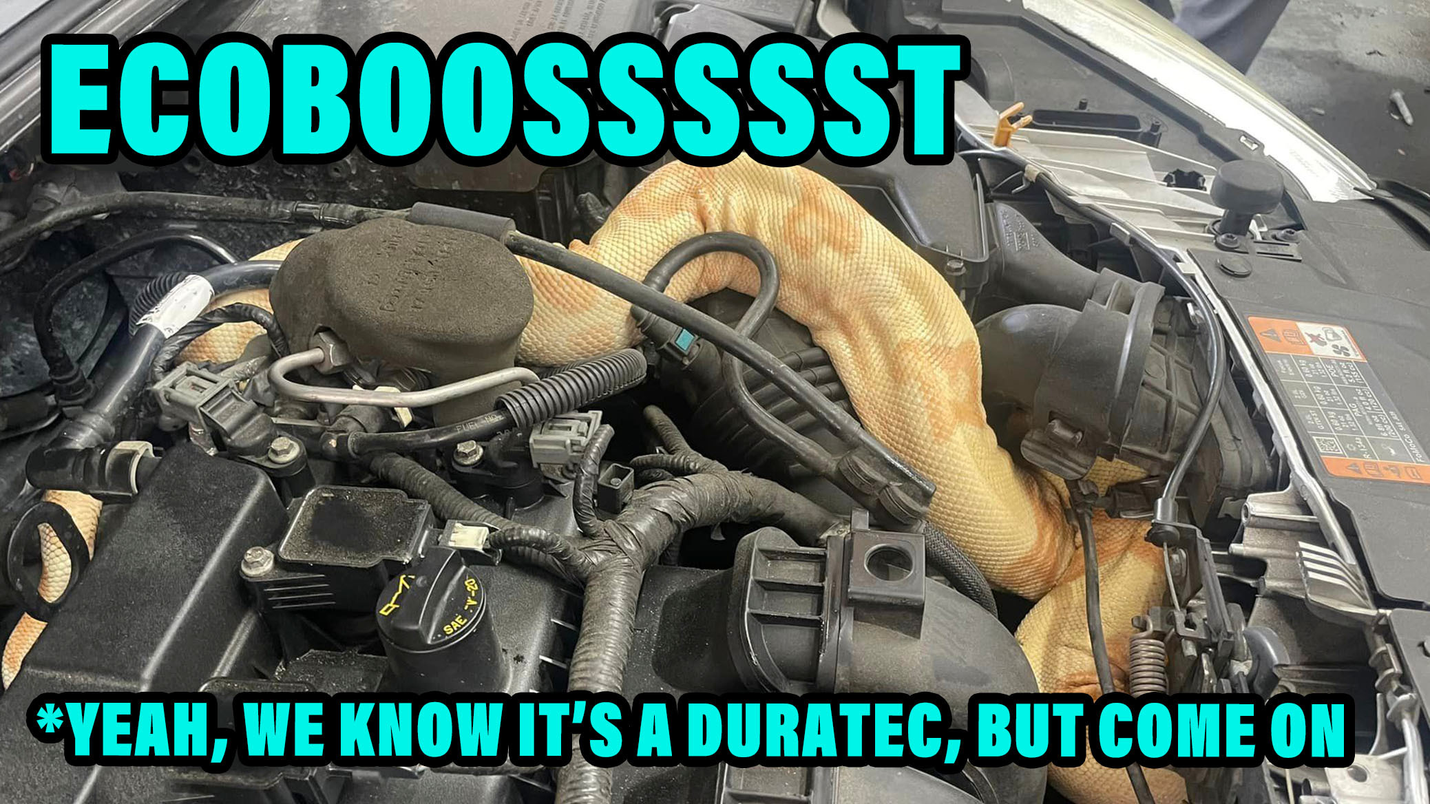 8-Foot Snake Discovered Under Ford Focus Hood In Carolina Auto Shop ...