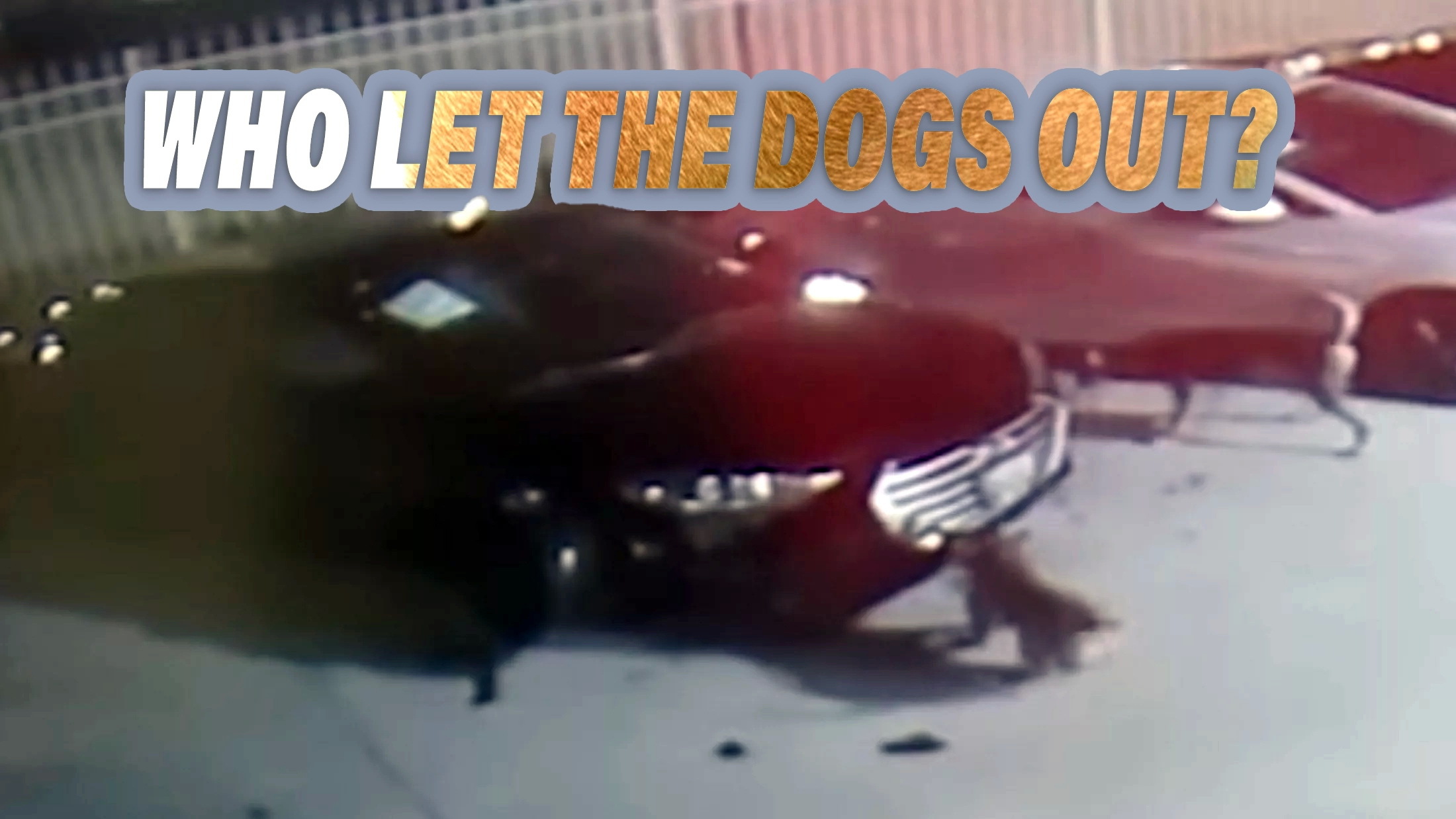 Barking Bad: Dogs Cause Up To $350,000 In Damages To Houston Car ...