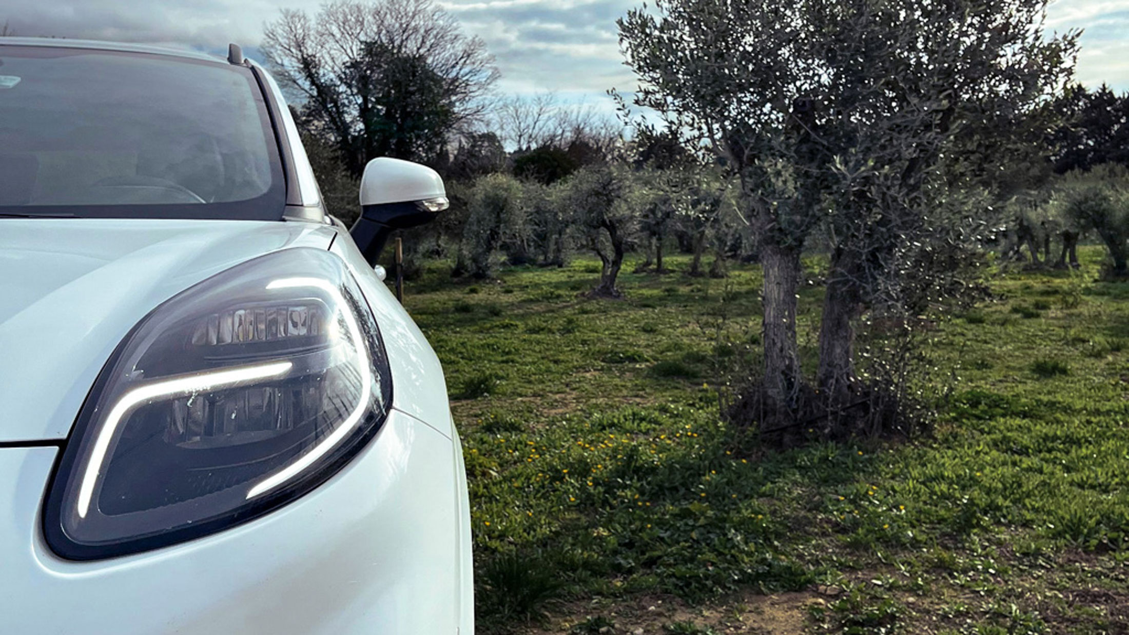 Ford Wants To Use Shredded Olive Trees To Build Your Next Car | Carscoops