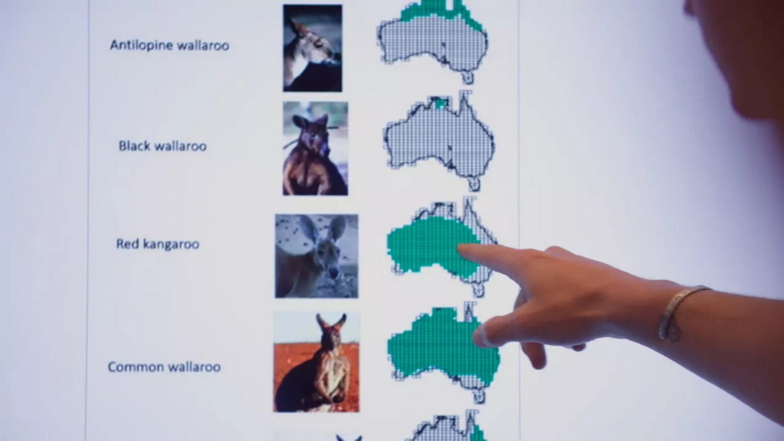 VW’s Kangaroo-Repellent Badge Sounds Too Good To Be True | Carscoops