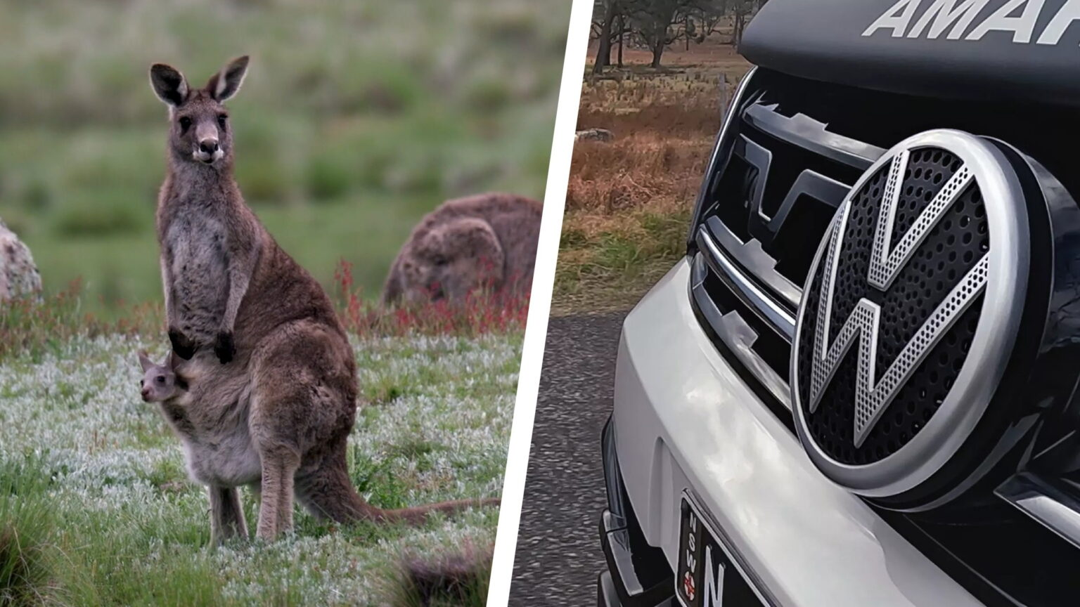 VW’s Kangaroo-Repellent Badge Sounds Too Good To Be True | Carscoops