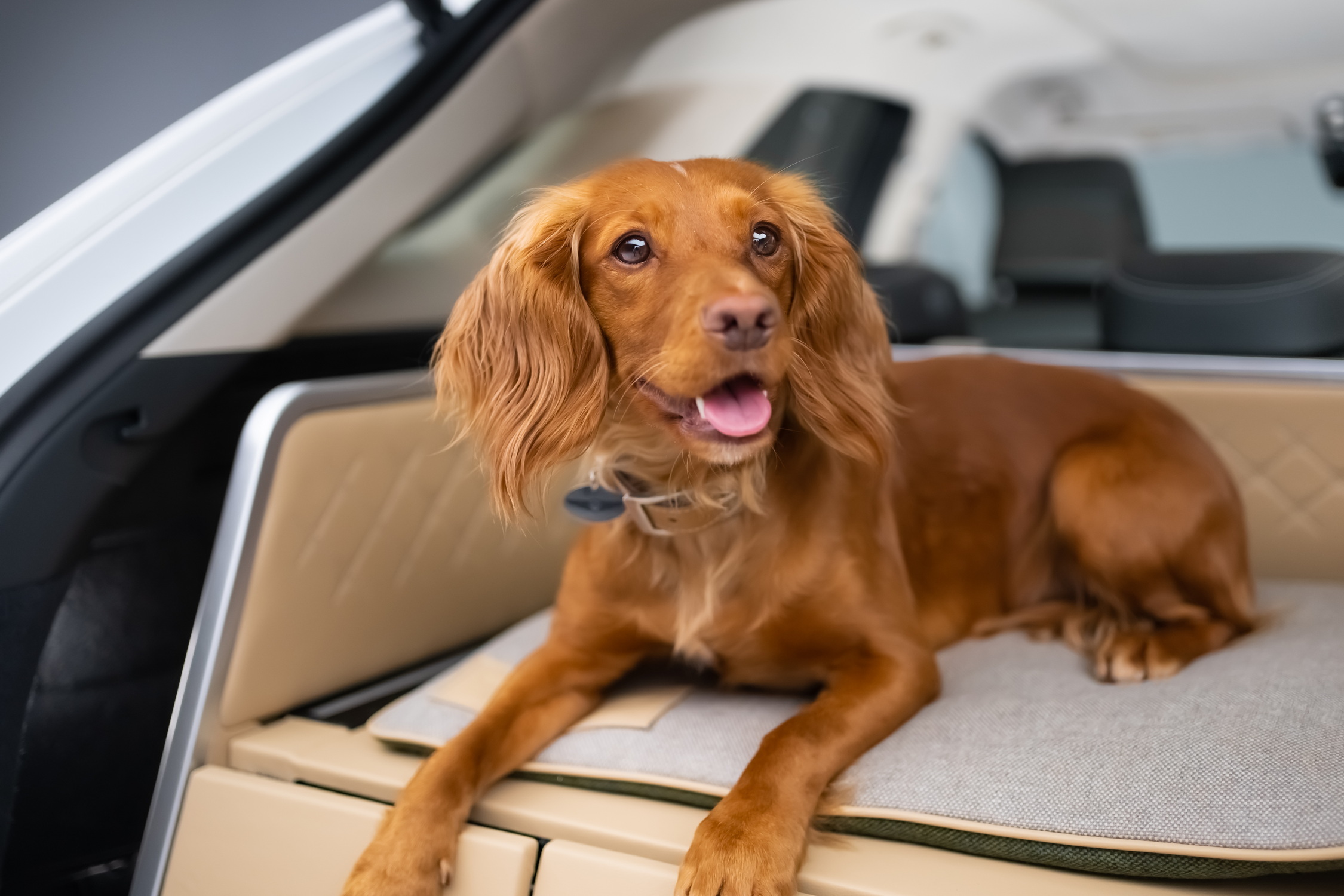 Genesis X Dog Module Pampers Your Pets Like Royalty | Carscoops