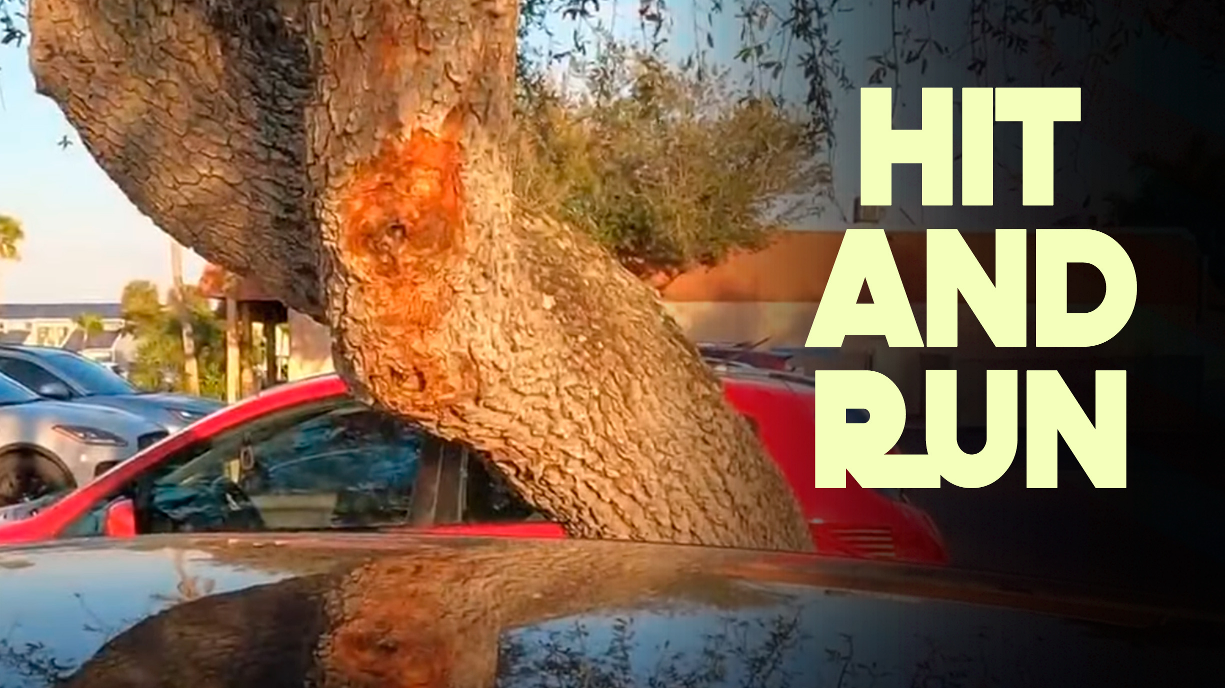Woman Arrested For Hit-And-Run After Scraping Car On A Tree | Carscoops
