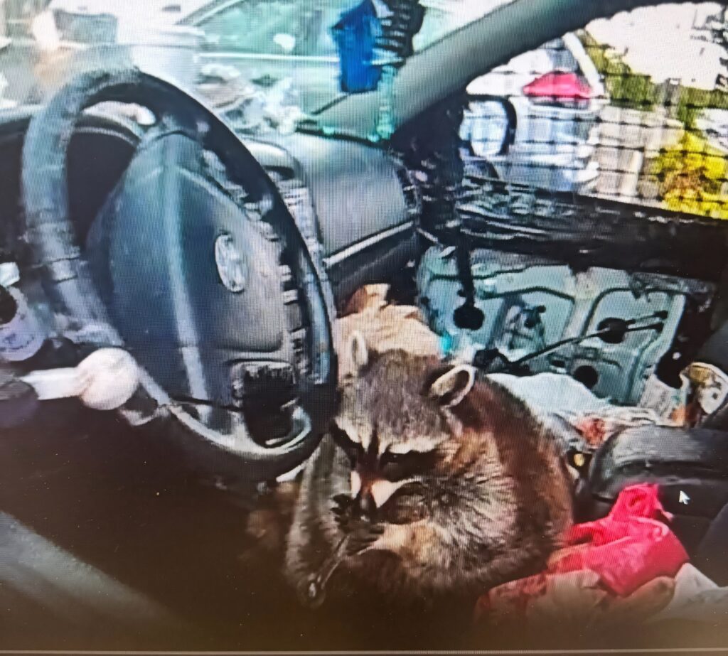 Cops Find Raccoon Holding Meth Pipe In Its Mouth During Traffic Stop ...