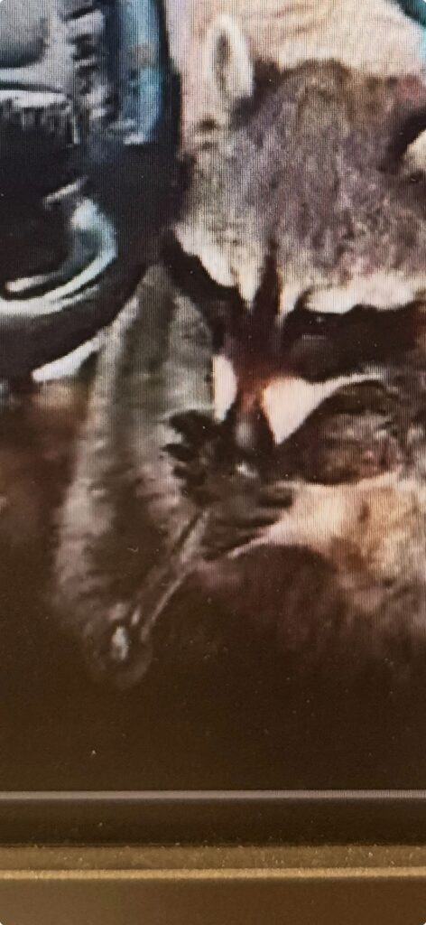 Cops Find Raccoon Holding Meth Pipe In Its Mouth During Traffic Stop ...