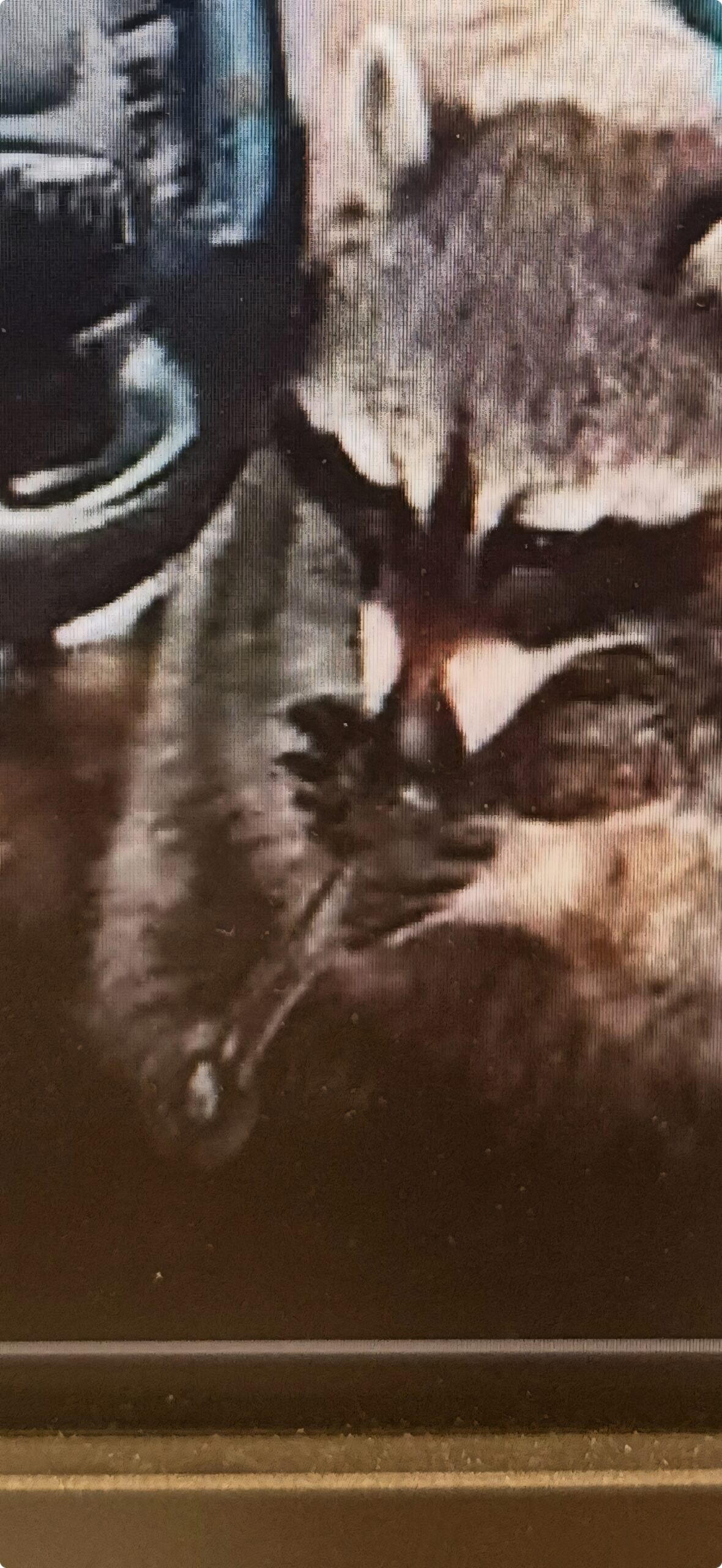 Cops Find Raccoon Holding Meth Pipe In Its Mouth During Traffic Stop ...